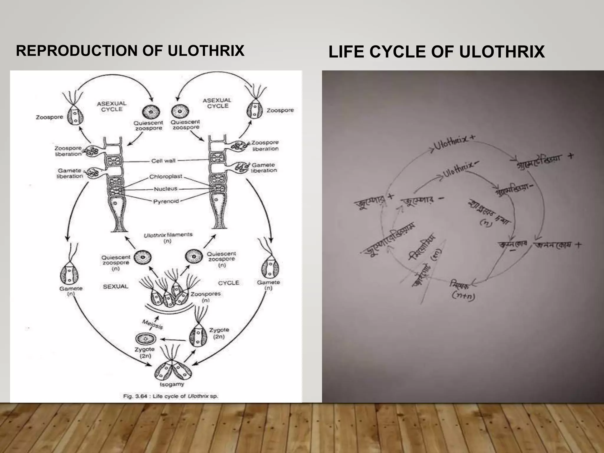 phycology powerpoint presentation | PPTX