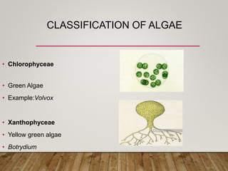 phycology powerpoint presentation | PPT