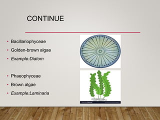 phycology powerpoint presentation | PPT
