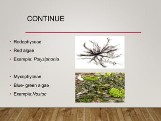 phycology powerpoint presentation | PPTX