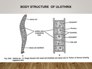 phycology powerpoint presentation | PPT