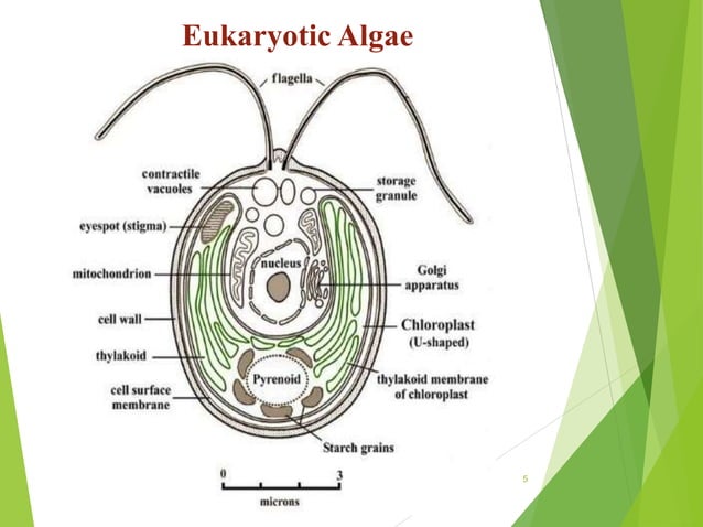 Phycology algae ... presentation | PPT