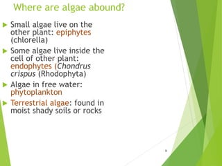 Phycology algae ... presentation | PPT