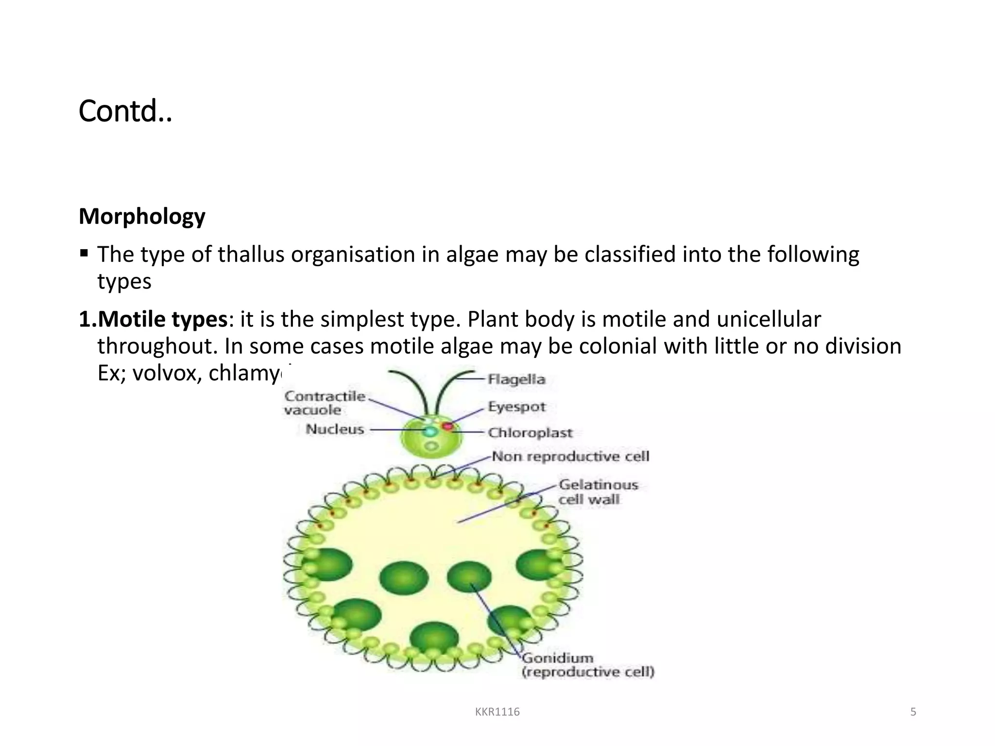 Phycology of algae | PPTX