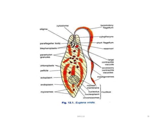 Algae Diagram Labelled