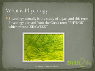 Phycology basic presentation | PPT
