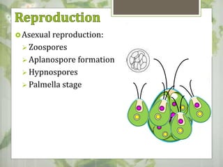 Phycology order volvocales | PPTX