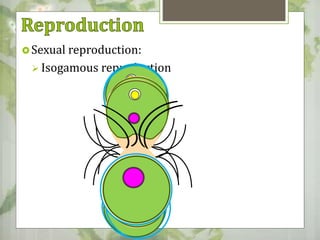 Phycology order volvocales | PPTX | Biological Sciences | Science