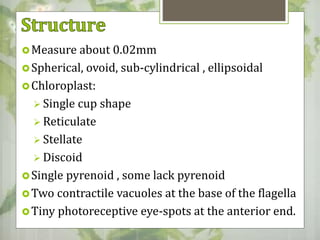 Phycology order volvocales | PPTX | Biological Sciences | Science