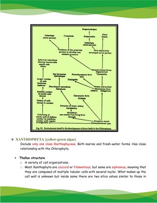 PHYCOLOGY - REFERENCE TEXT BOTANY MASTERS ALGAE | PDF