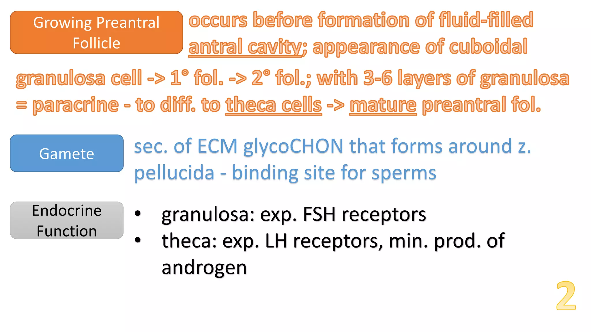 Female Endocrine Physiology | PPT