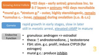 Female Endocrine Physiology | PPSX