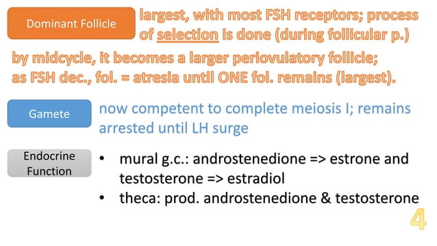 Female Endocrine Physiology | PPT