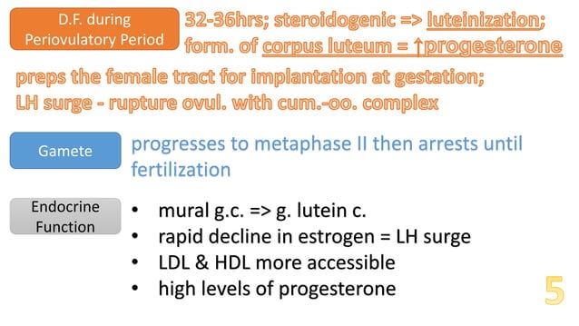Female Endocrine Physiology | PPT