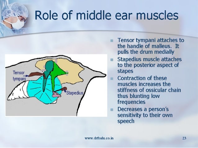 Physiology of hearing by drtbalu