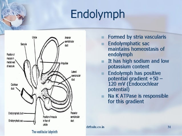 Physiology of hearing by drtbalu