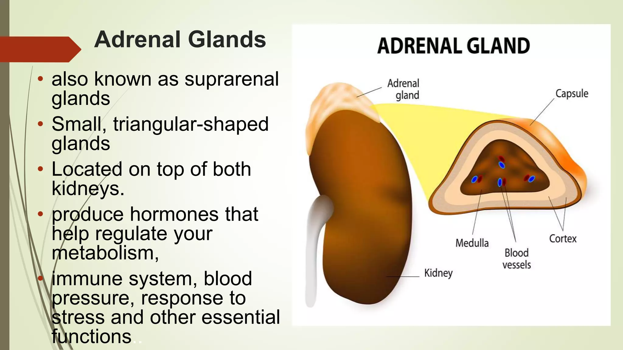 Adrenal glands and its secretions | PPTX