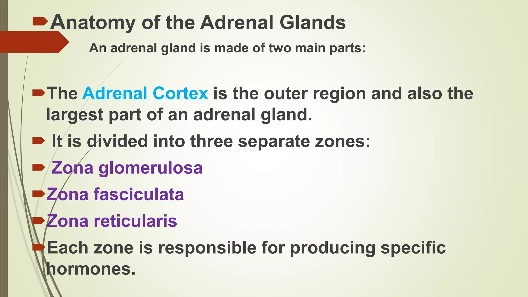Adrenal glands and its secretions | PPTX