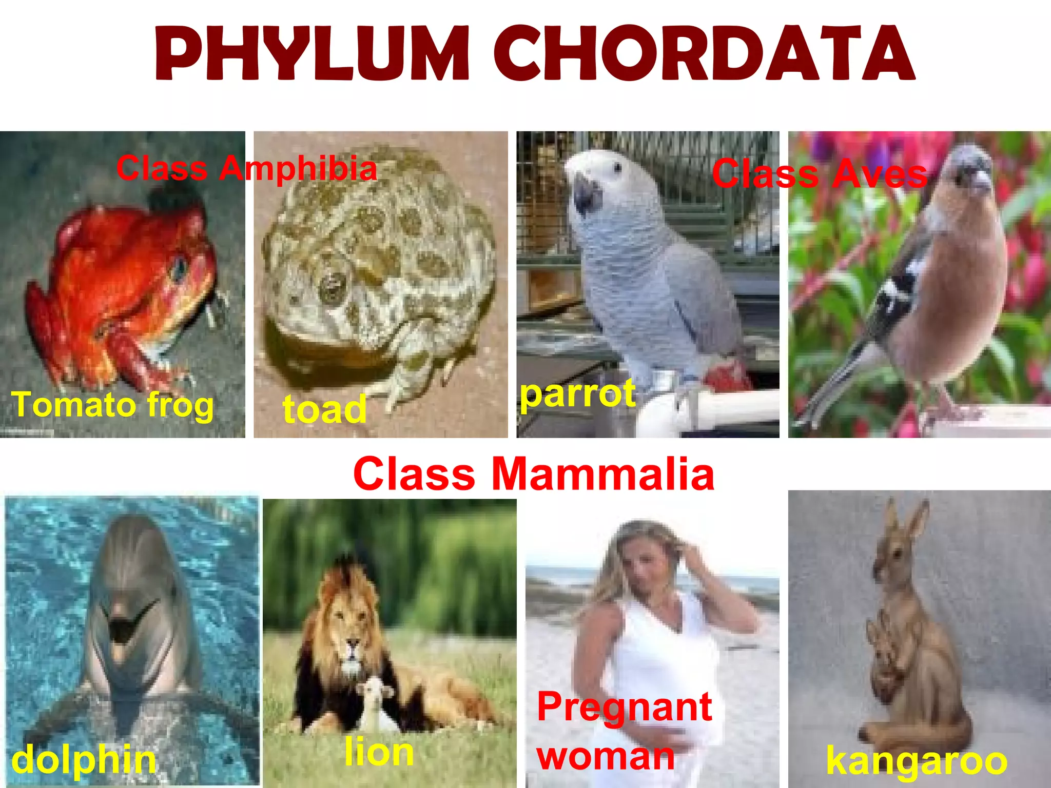 Phyla of kingdom animalia | PPT