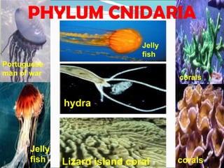 Kingdom Animalia Phylum Cnidaria