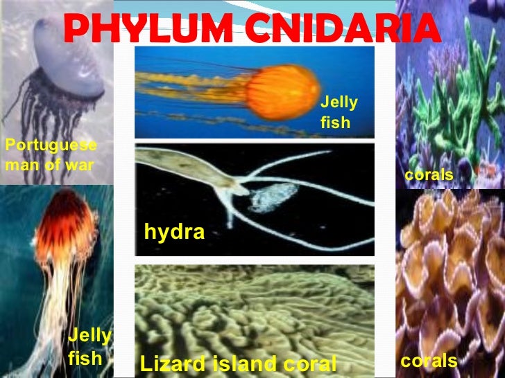 Phyla of kingdom animalia