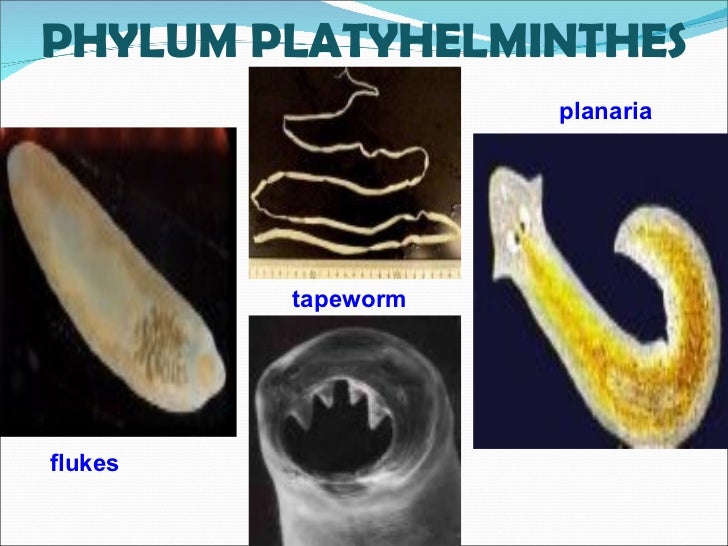 Kingdom Animalia Phylum Platyhelminthes
