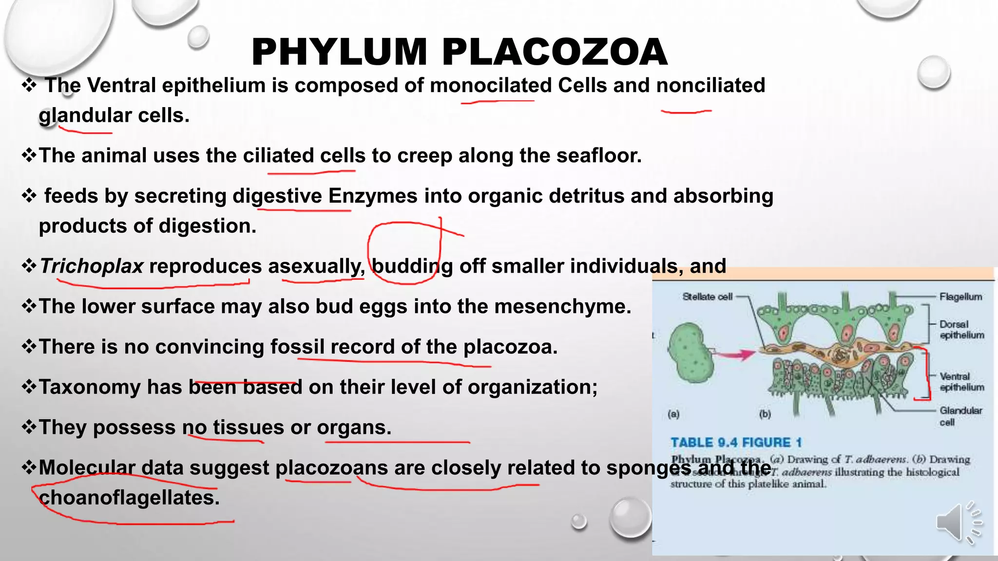 Phylum Placozoa.pptx