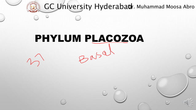 Phylum Placozoa.pptx