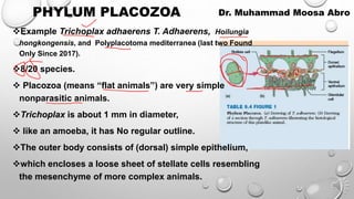 Phylum Placozoa.pptx