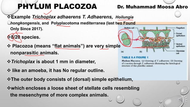 Phylum Placozoa.pptx