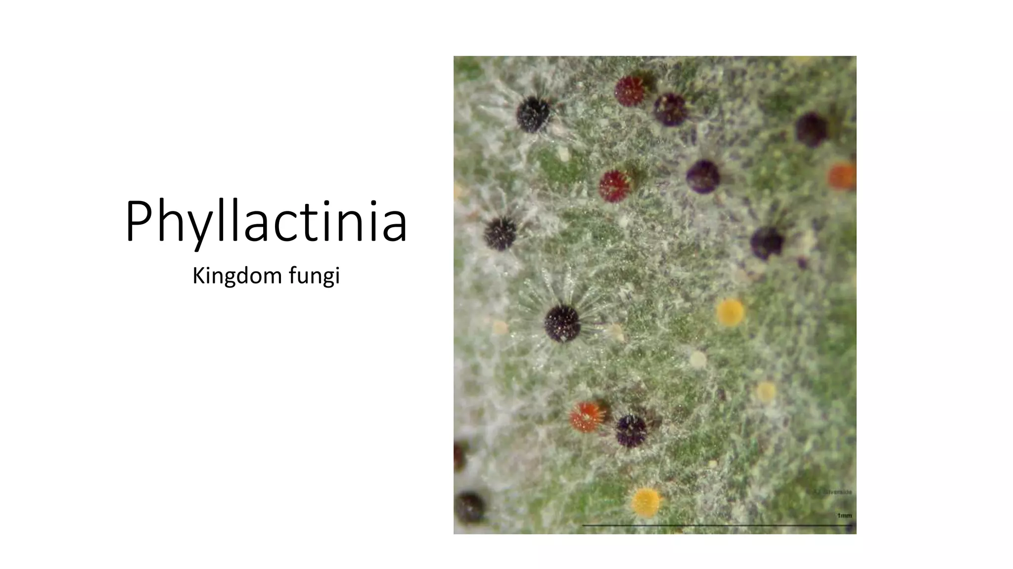 Phyllactinia | PPTX