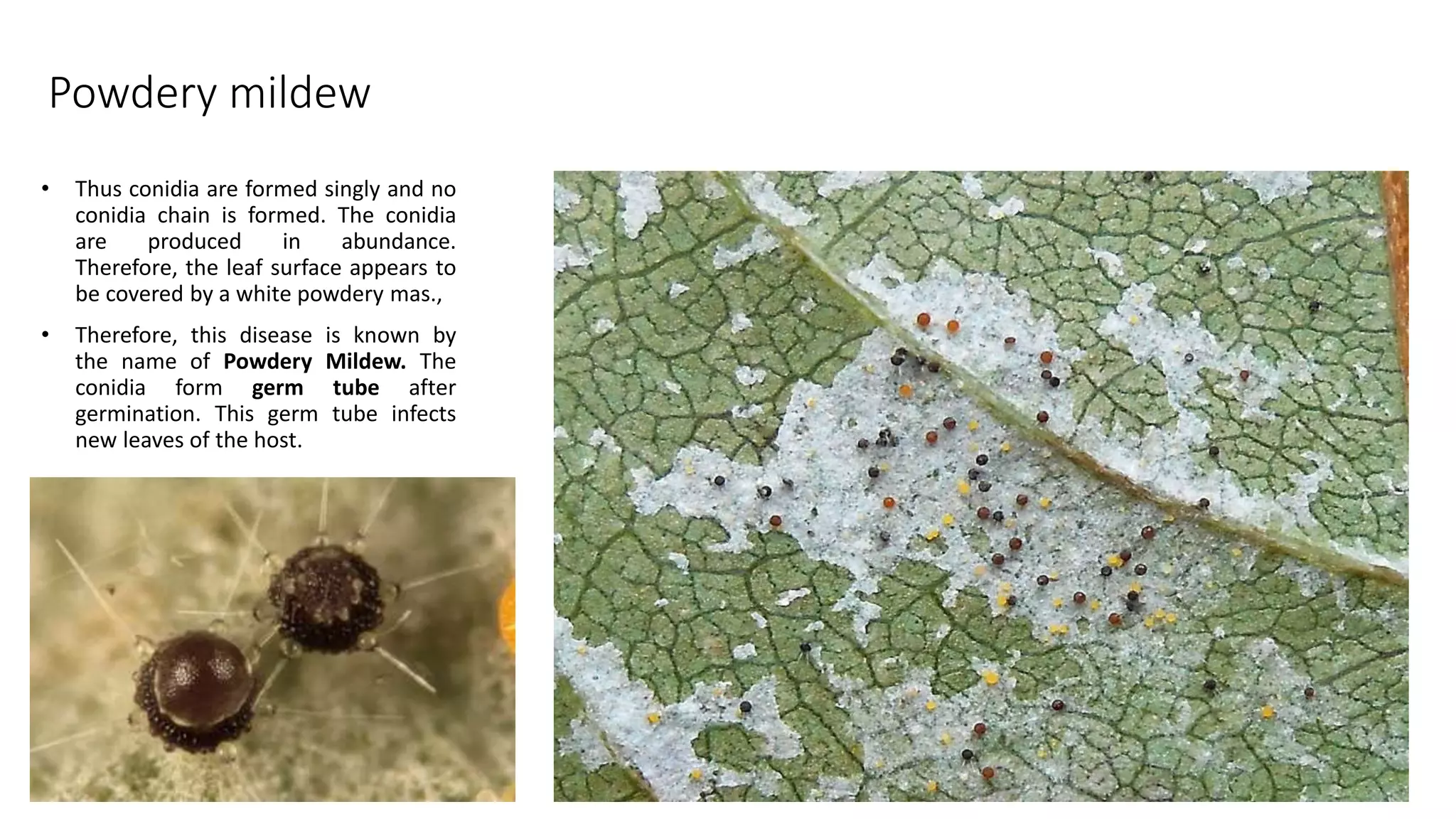 Phyllactinia | PPTX