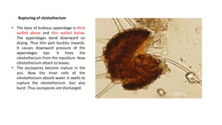 Phyllactinia | PPTX