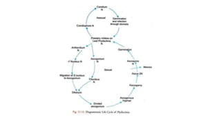 Phyllactinia | PPTX