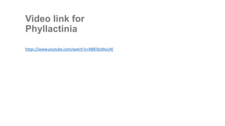 Phyllactinia | PPTX