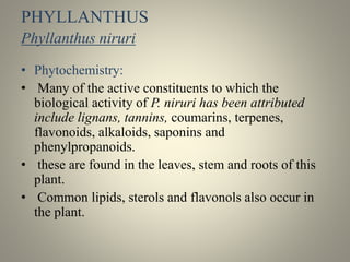 Phyllanthus in liver dysfunction | PPTX