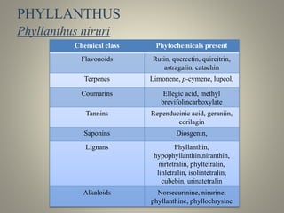 Phyllanthus in liver dysfunction | PPTX