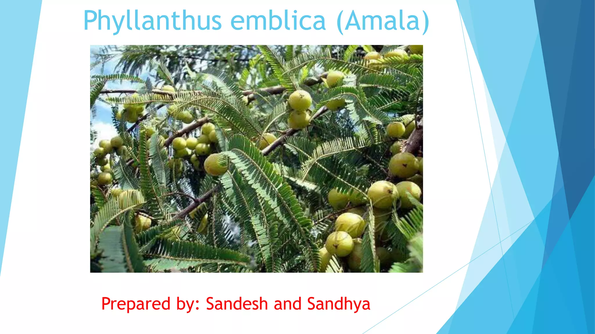 Phyllanthus emblica (amala) | PPTX