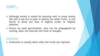 Phyllanthus emblica (amala) | PPTX