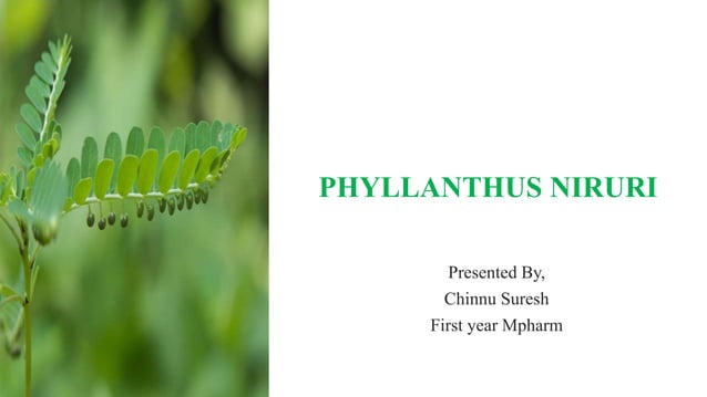PHYLLANTHUS NIRURI Chemistry of natural product.pptx
