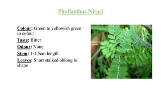PHYLLANTHUS NIRURI Chemistry of natural product.pptx