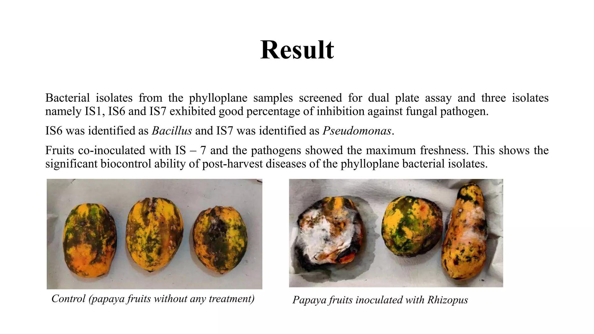 Role of Phylloplane Bacteria in plant disease management | PPTX
