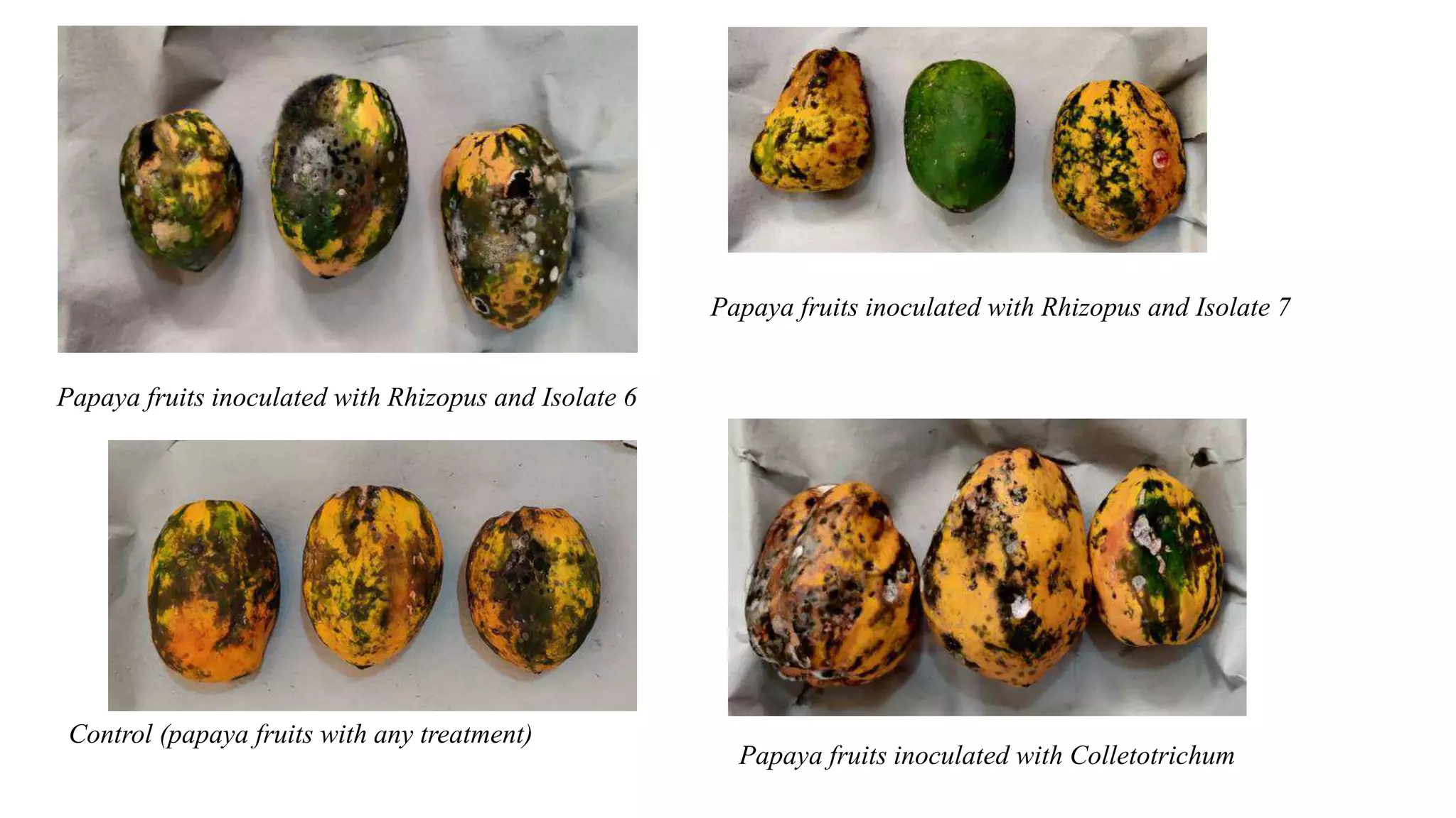 Role of Phylloplane Bacteria in plant disease management | PPTX ...