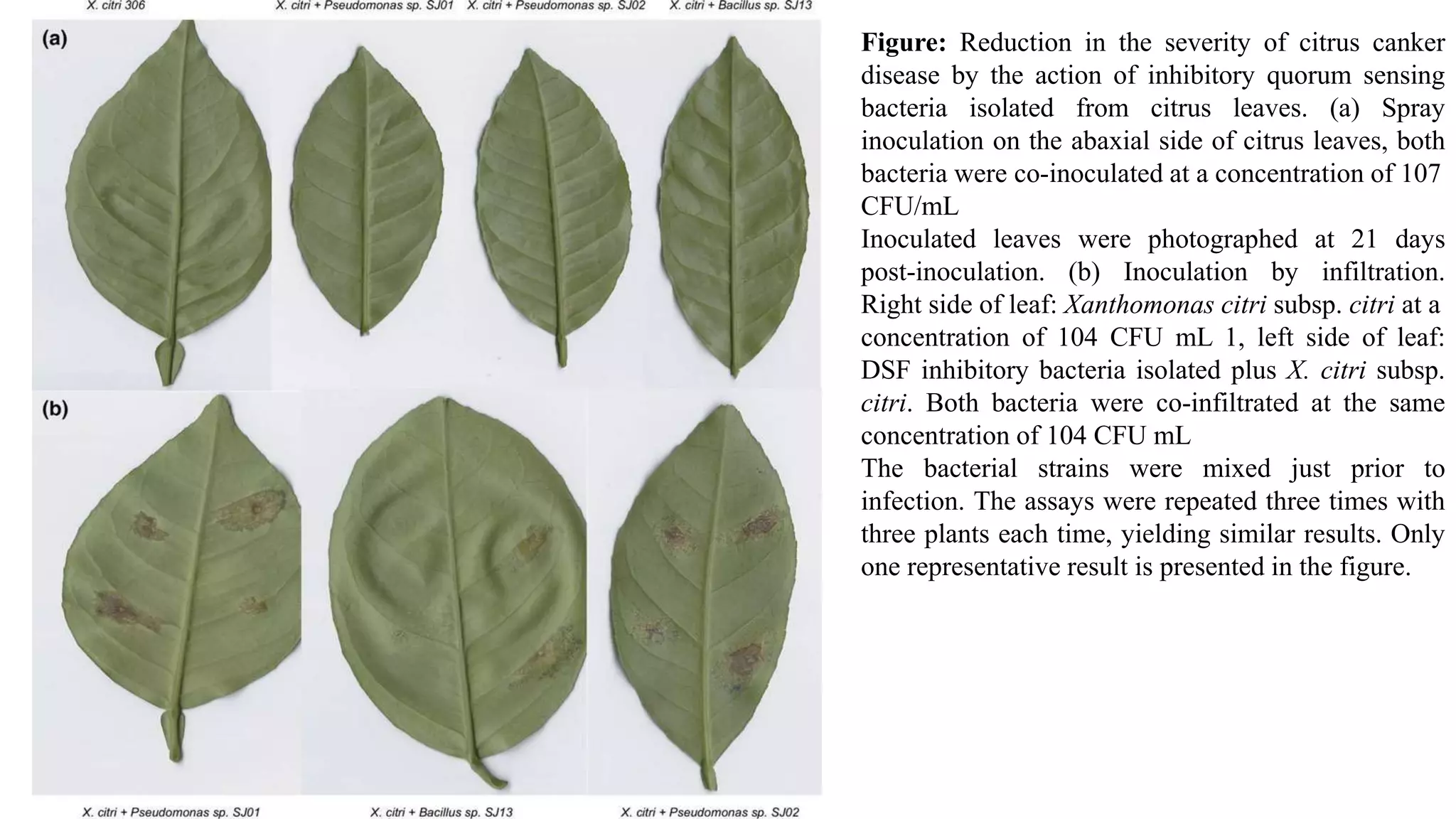 Role of Phylloplane Bacteria in plant disease management | PPTX