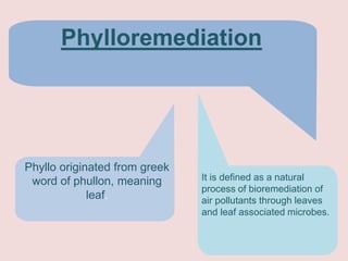 Phylloremediation | PPT