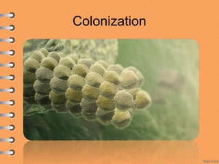 Phyllosheric n fixation and factors affecting nodulation | PPT