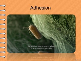 Phyllosheric n fixation and factors affecting nodulation | PPT