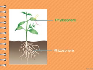 Phyllosheric n fixation and factors affecting nodulation | PPT