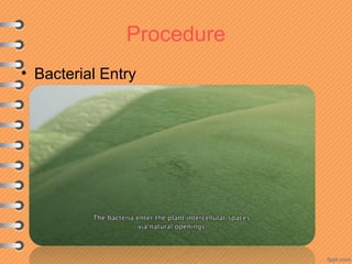 Phyllosheric n fixation and factors affecting nodulation | PPT