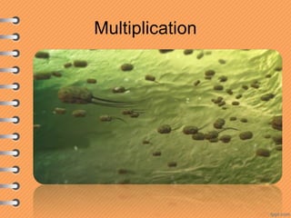 Phyllosheric n fixation and factors affecting nodulation | PPT